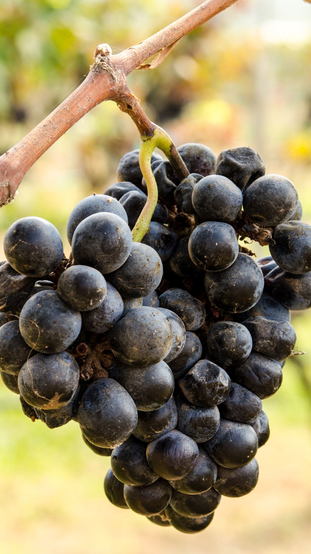 50+ purple grapes wallpaper