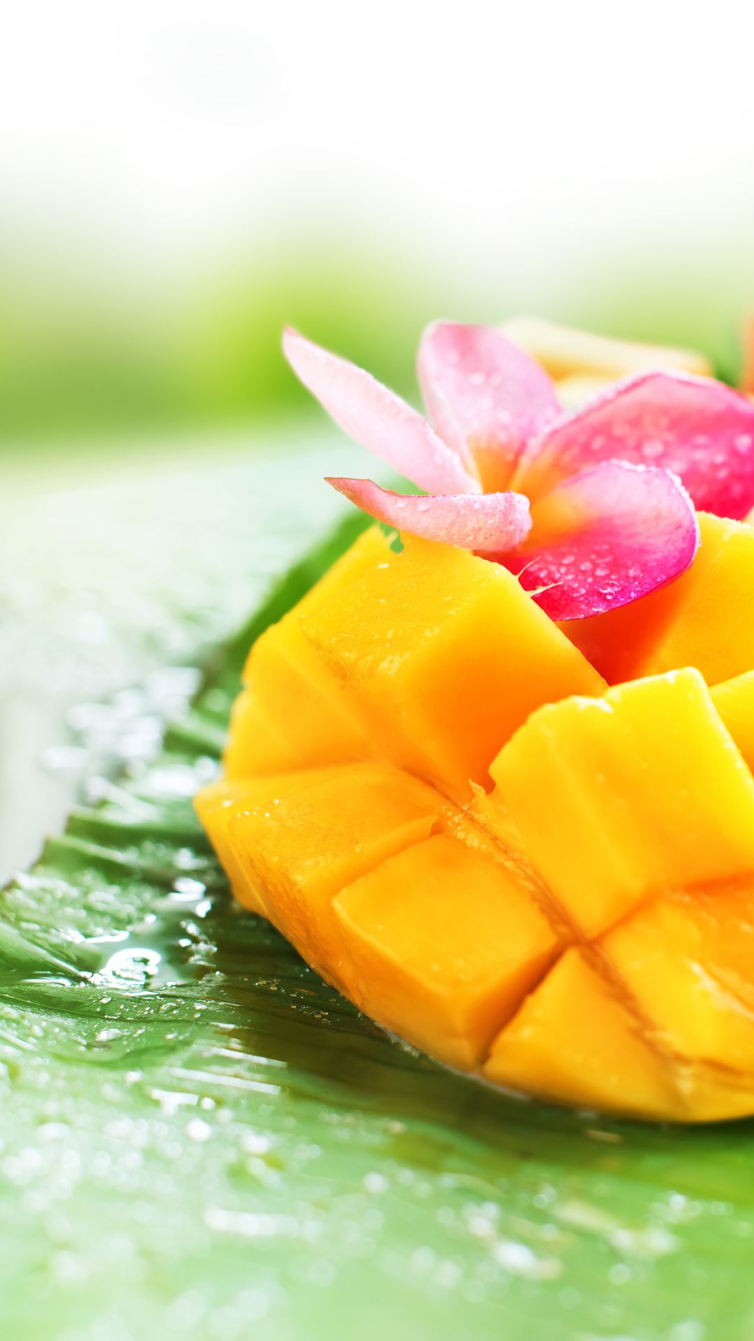 50+ free mango wallpaper
